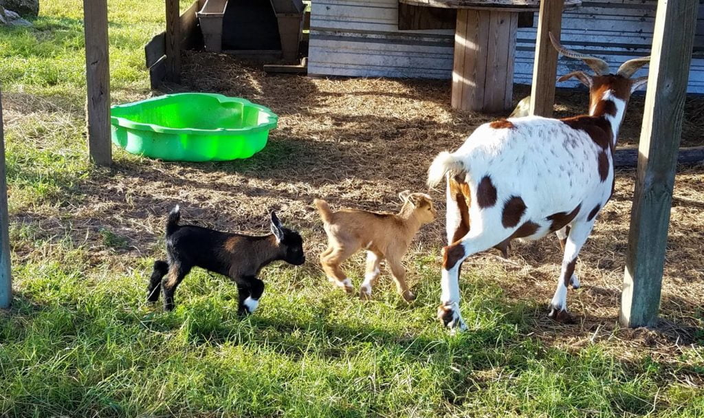 Sweetfields Farm Spring Maze - Tampa Bay Date Night Guide - Romantic ...