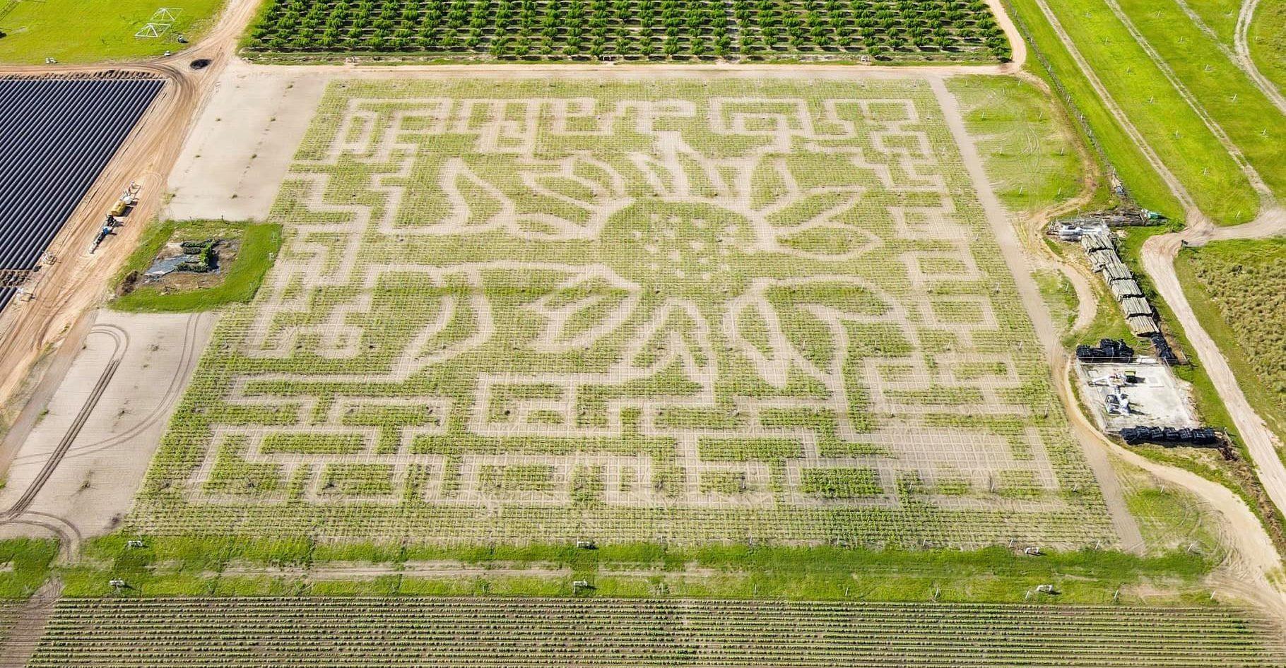 Tampa Bay's Best Corn Mazes for Fall