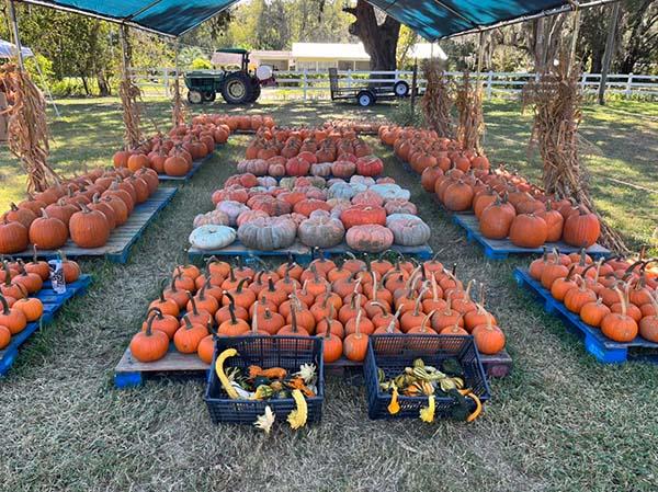 Tampa Bay's Best Fall Festivals