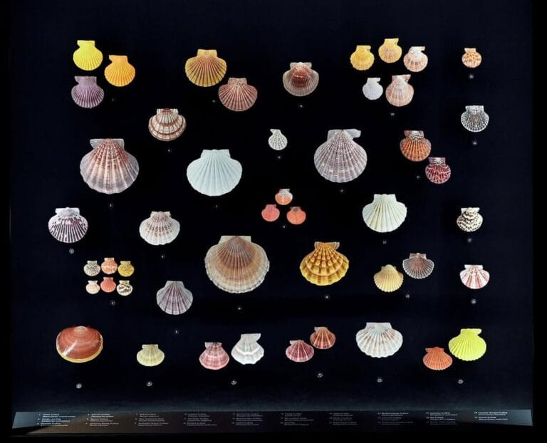 The BEST Shell Experience at the Bailey-Matthews National Shell Museum ...